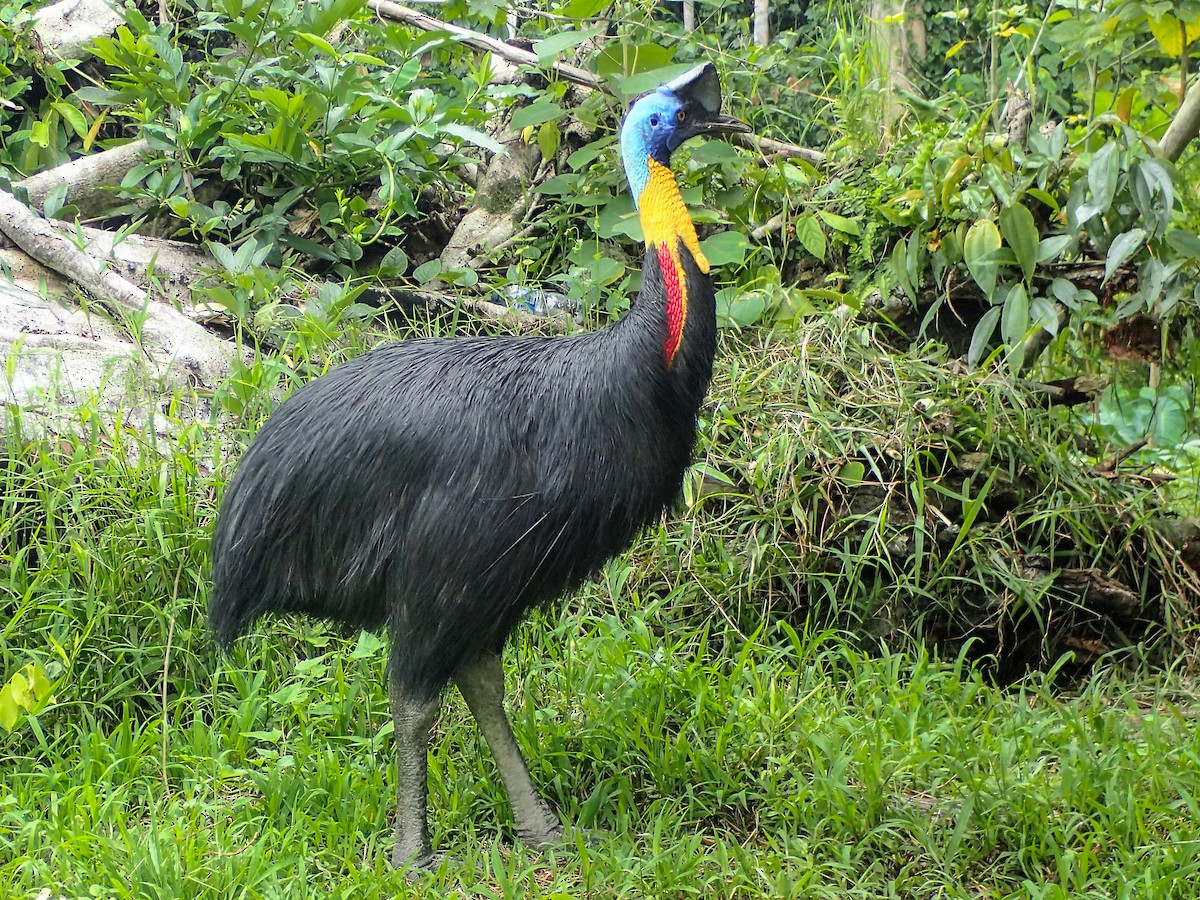 Northern Cassowary - Casuarius unappendiculatus - Birds of the World