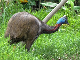 Northern Cassowary - eBird