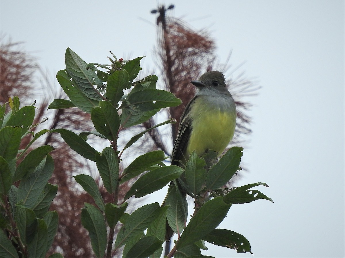 eBird Checklist - 9 Sep 2020 - Oakville--South Shell Park and Suncor ...