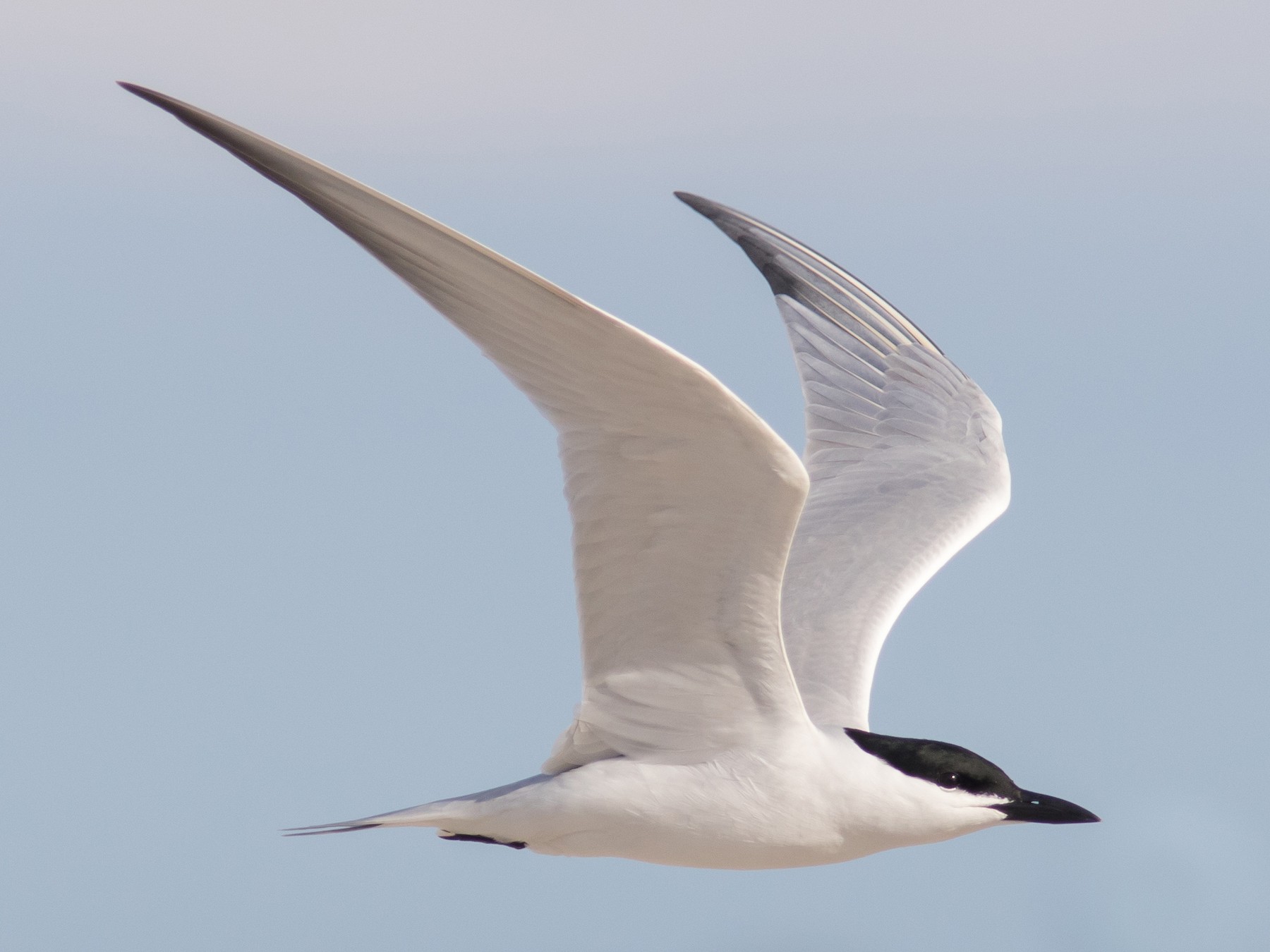 Gull-billed/Australian Tern - eBird