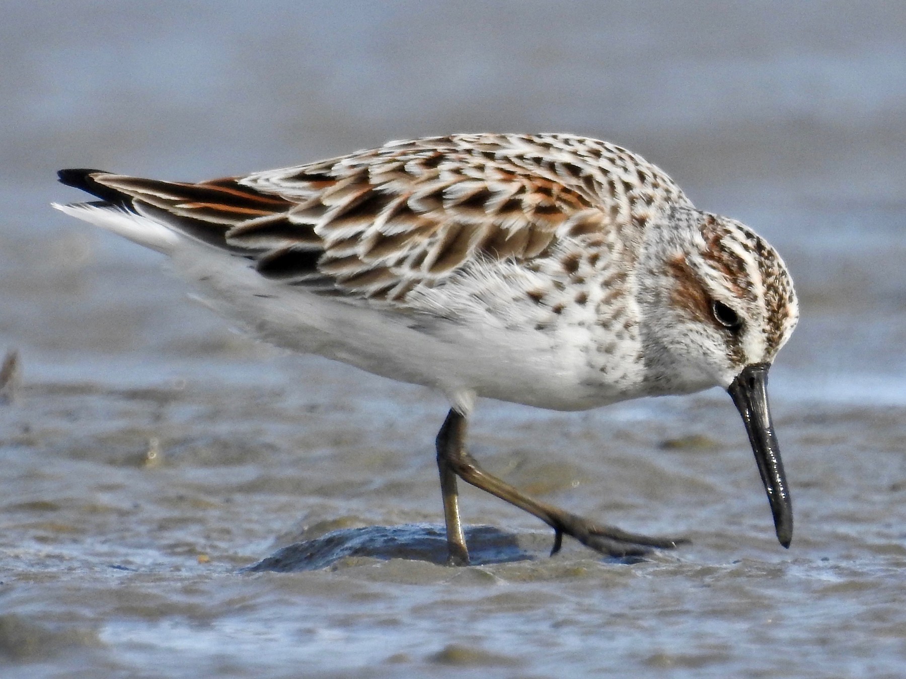 Broad-billed Sandpiper - eBird