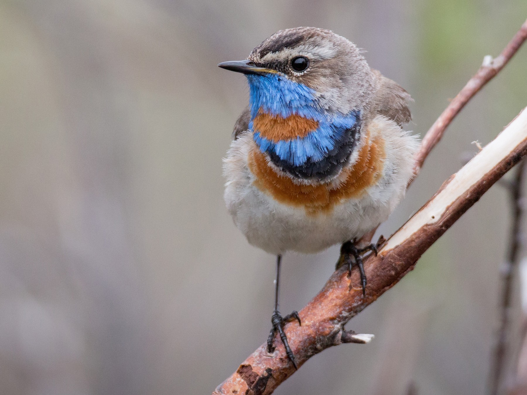 Bluethroat - eBird