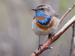 Bluethroat - eBird