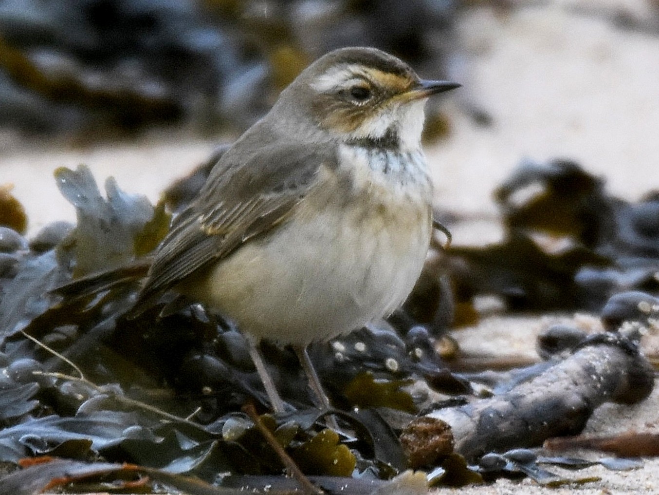 Bluethroat - eBird