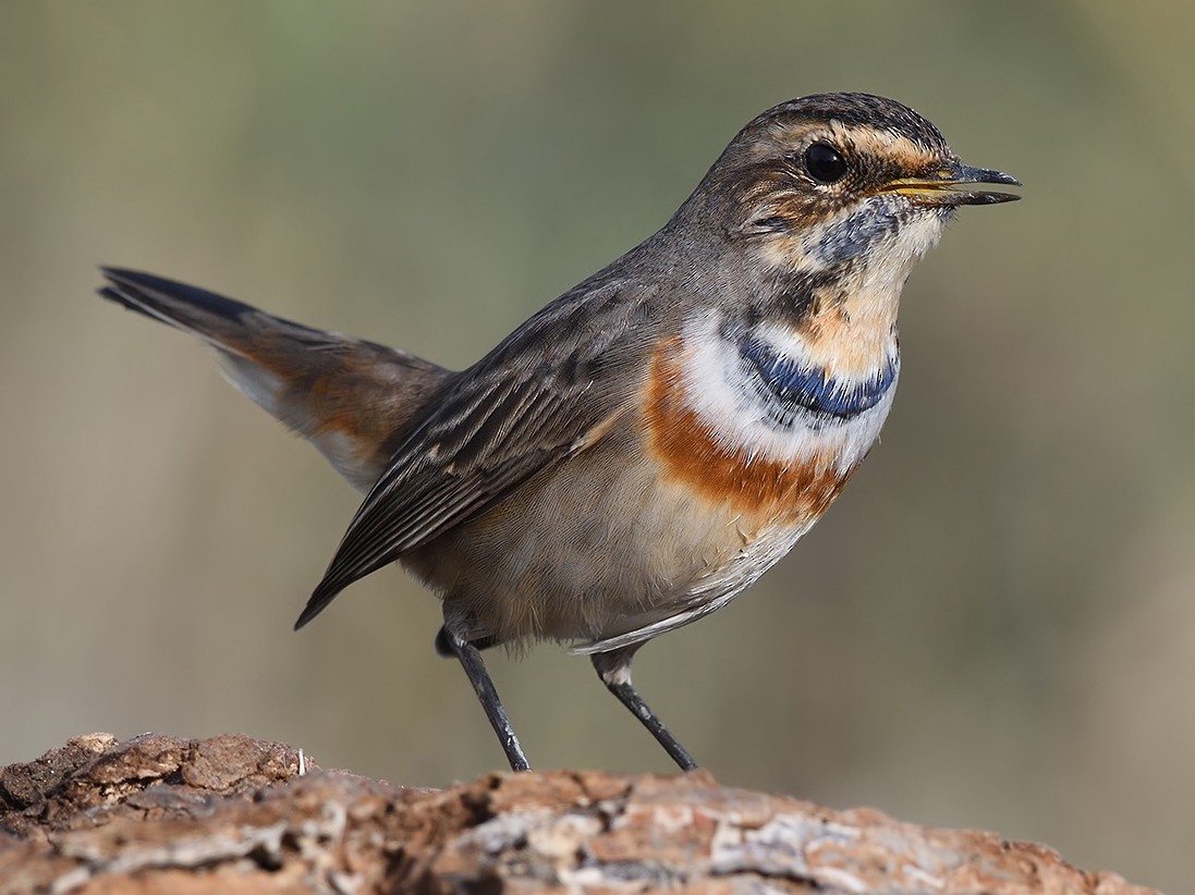 Bluethroat - eBird