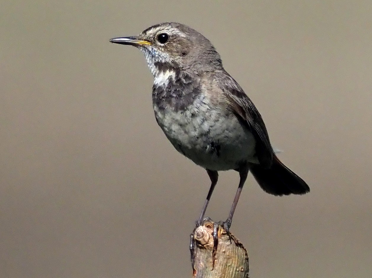 Bluethroat - eBird