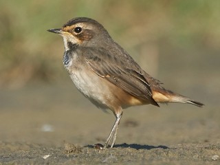 Bluethroat - eBird