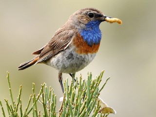 Bluethroat - eBird