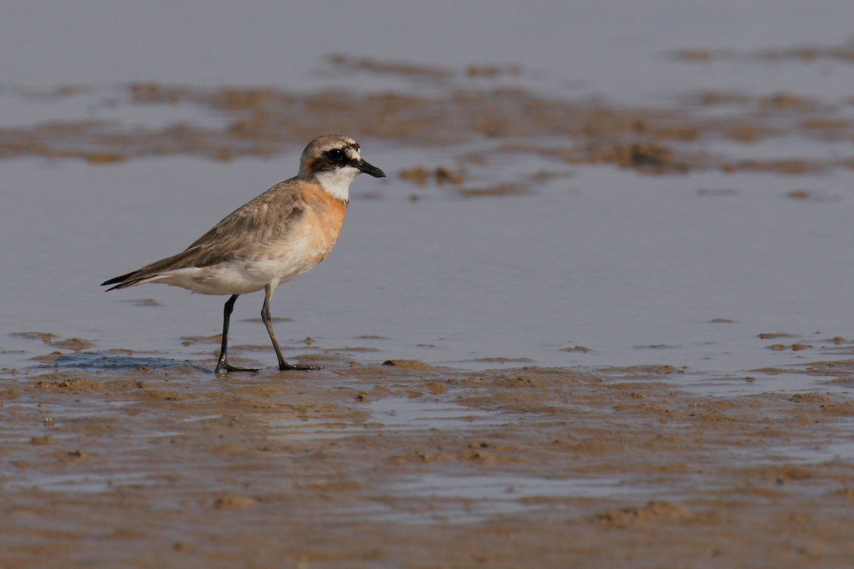 ML261516041 Lesser Sand-Plover (Siberian) Macaulay Library