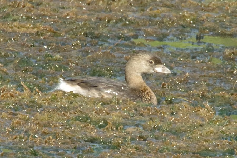 eBird Checklist - 9 Sep 2020 - Arivaca Lake - 10 species (+2 other taxa)