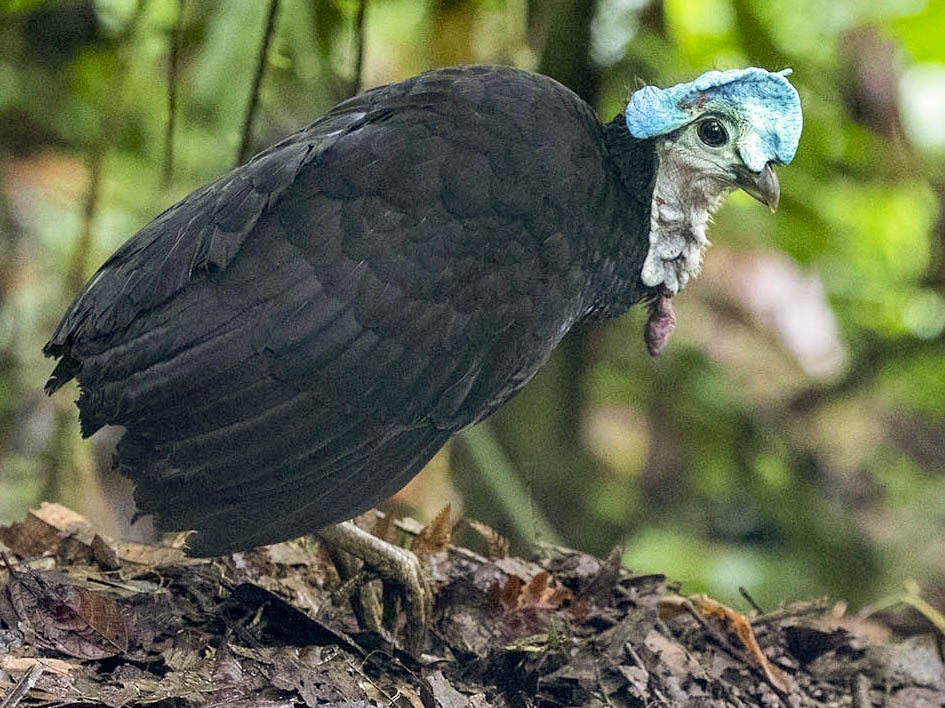 Wattled Brushturkey - eBird