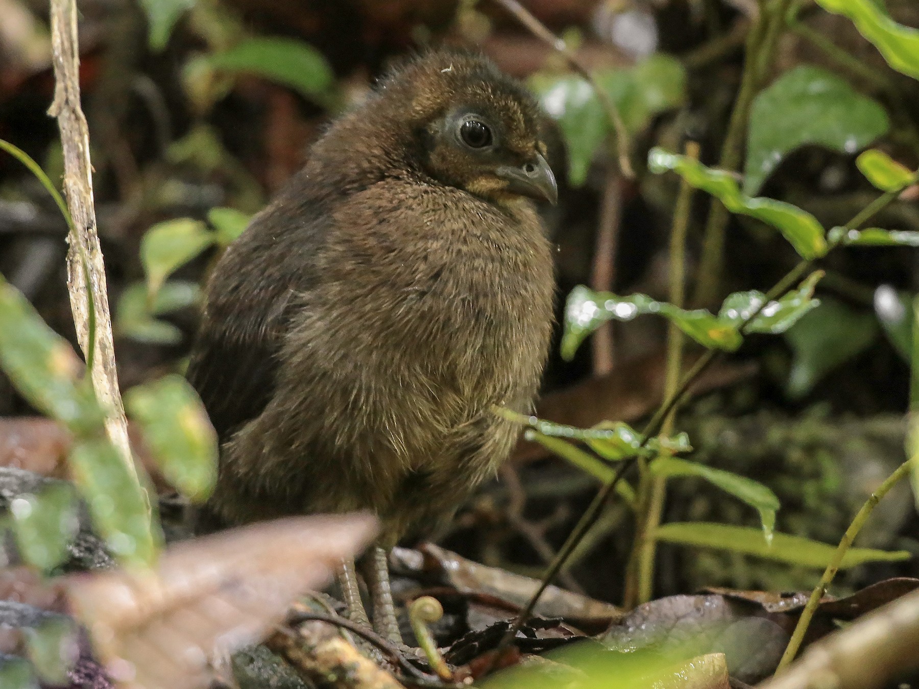 Wattled Brushturkey - eBird
