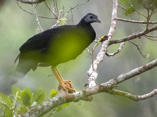 Yellow-legged Brushturkey - eBird