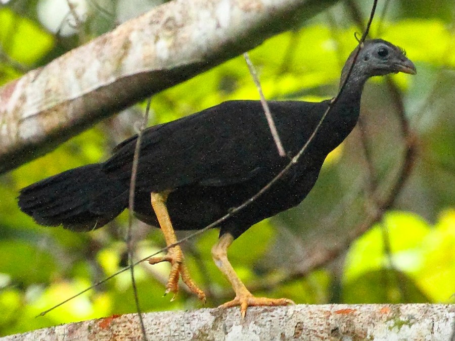 Black-billed Brushturkey - eBird
