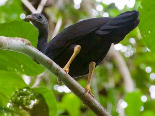 Yellow-legged Brushturkey - eBird