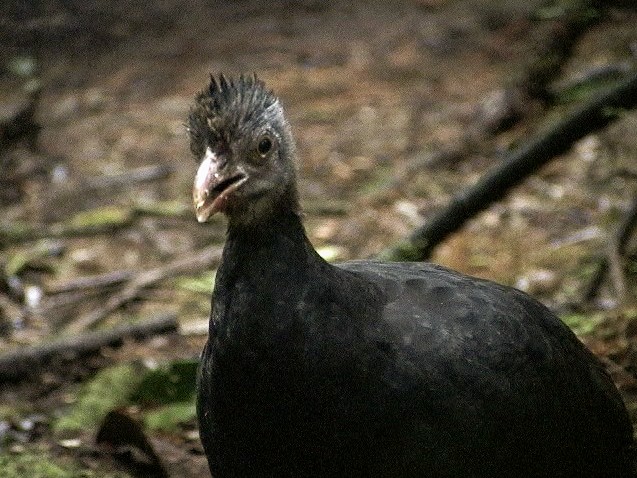 Talégalle de Jobi - eBird