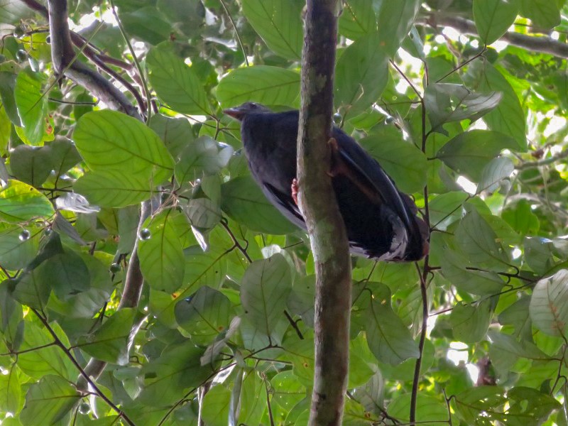 Red-legged Brushturkey - eBird