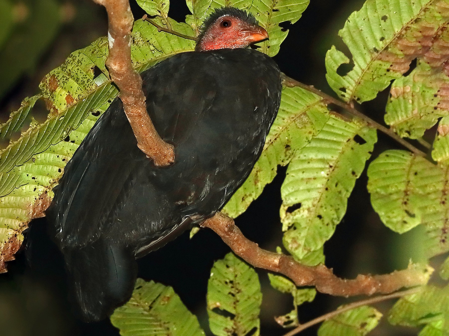 Red-legged Brushturkey - eBird