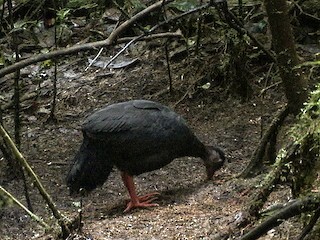 Red-legged Brushturkey - eBird