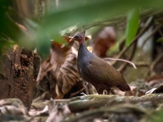 New Guinea Megapode - eBird