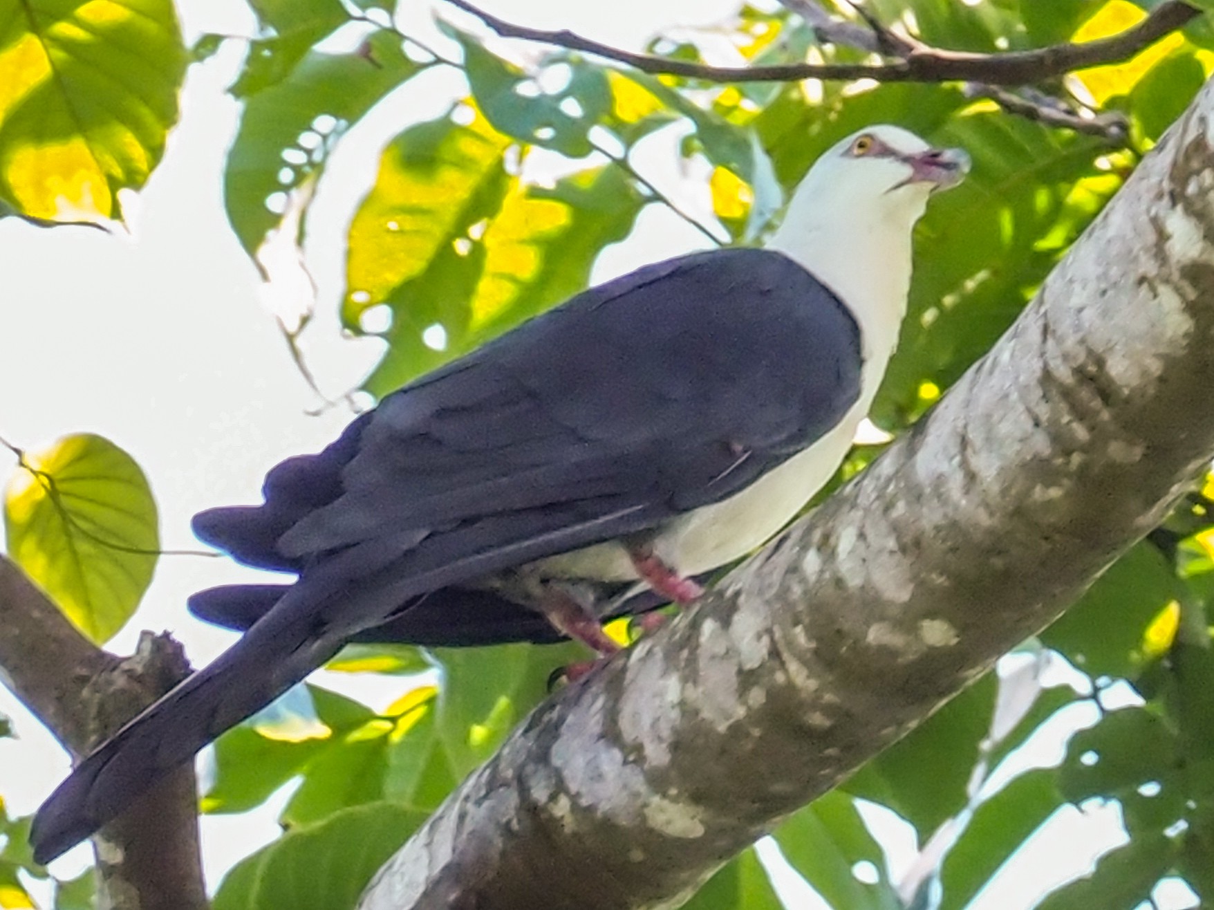 Pied Cuckoo-Dove - eBird