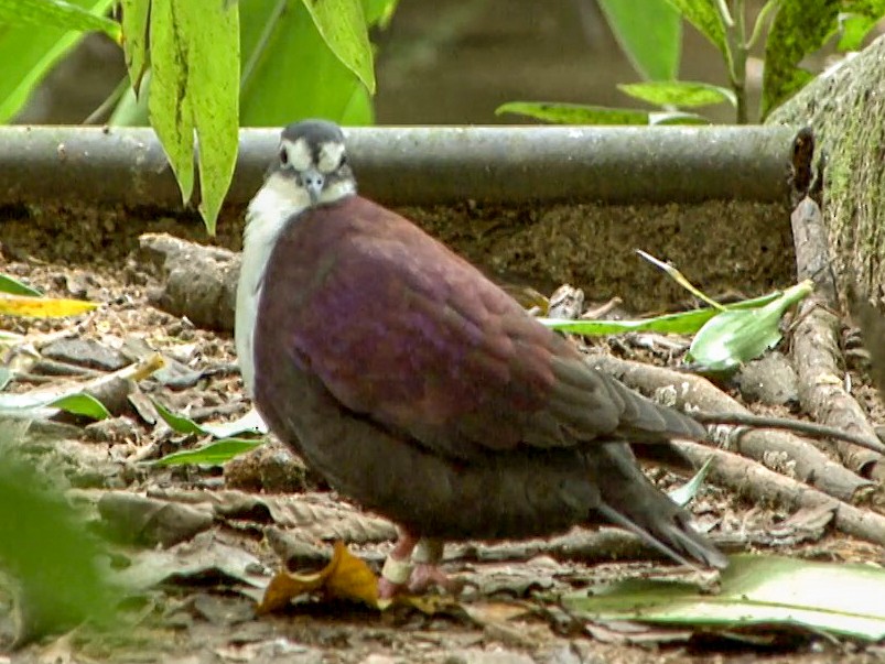 White-bibbed Ground Dove - eBird