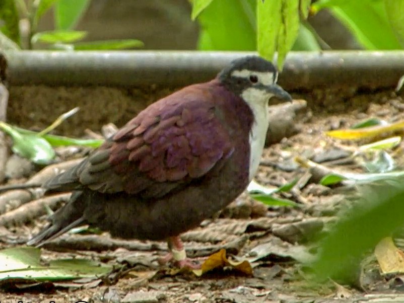 White-bibbed Ground Dove - Pampusana jobiensis - Birds of the World