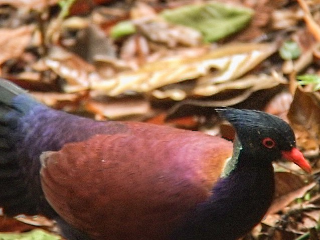 Pheasant Pigeon - eBird