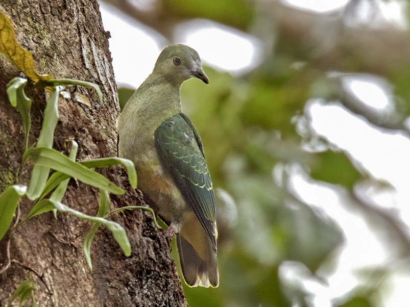 Yellow-bibbed Fruit-Dove - eBird