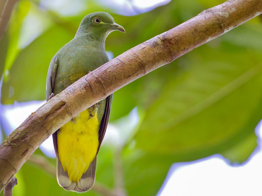 Yellow-bibbed Fruit-Dove - eBird