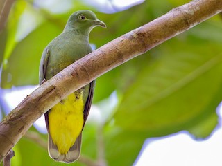 Yellow-bibbed Fruit-Dove - eBird