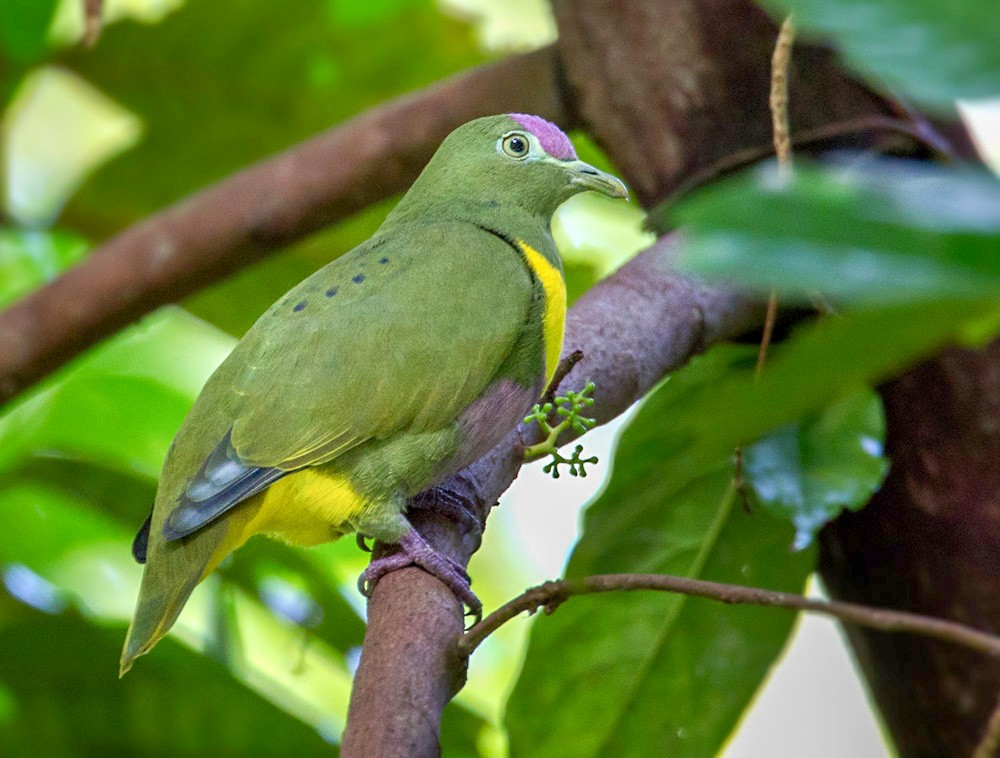 Yellow-bibbed Fruit-Dove - eBird