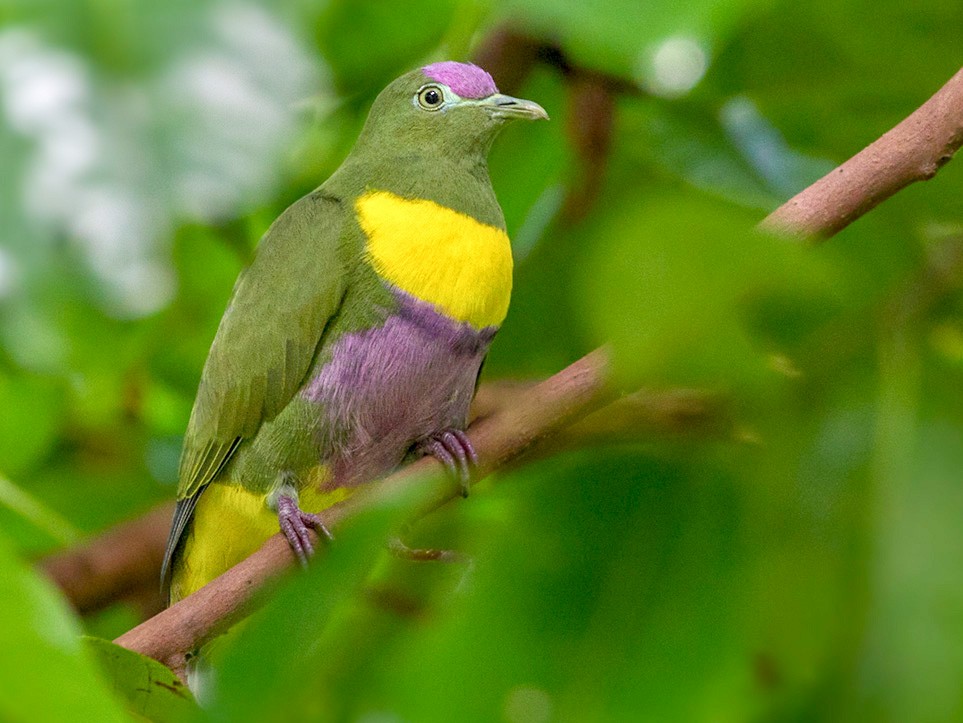 Yellow-bibbed Fruit-Dove - eBird