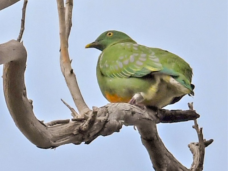 Orange-bellied Fruit-Dove - eBird