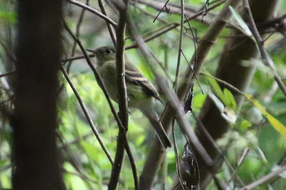 eBird Checklist - 10 Sep 2020 - Siesta Key--Glebe Park - 26 species (+1 ...