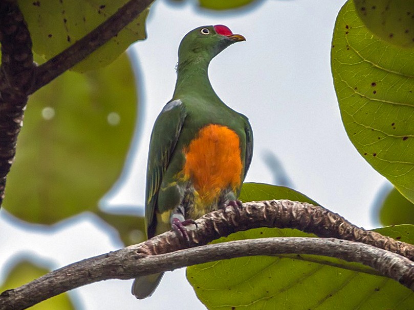 Knob-billed Fruit-Dove - Ptilinopus insolitus - Birds of the World