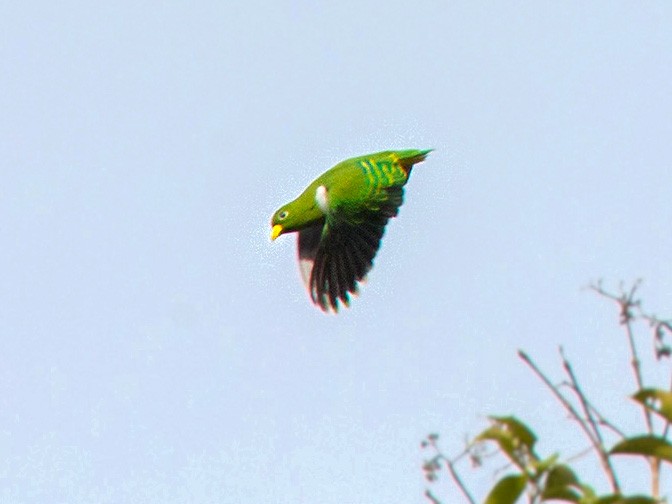 Dwarf Fruit-Dove - eBird
