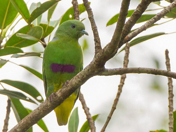 Dwarf Fruit-Dove - eBird