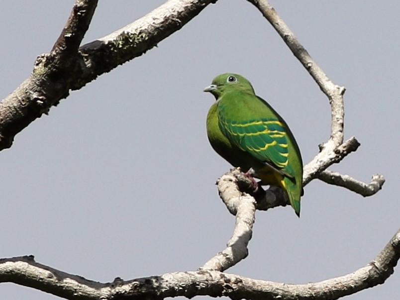 Dwarf Fruit-Dove - eBird