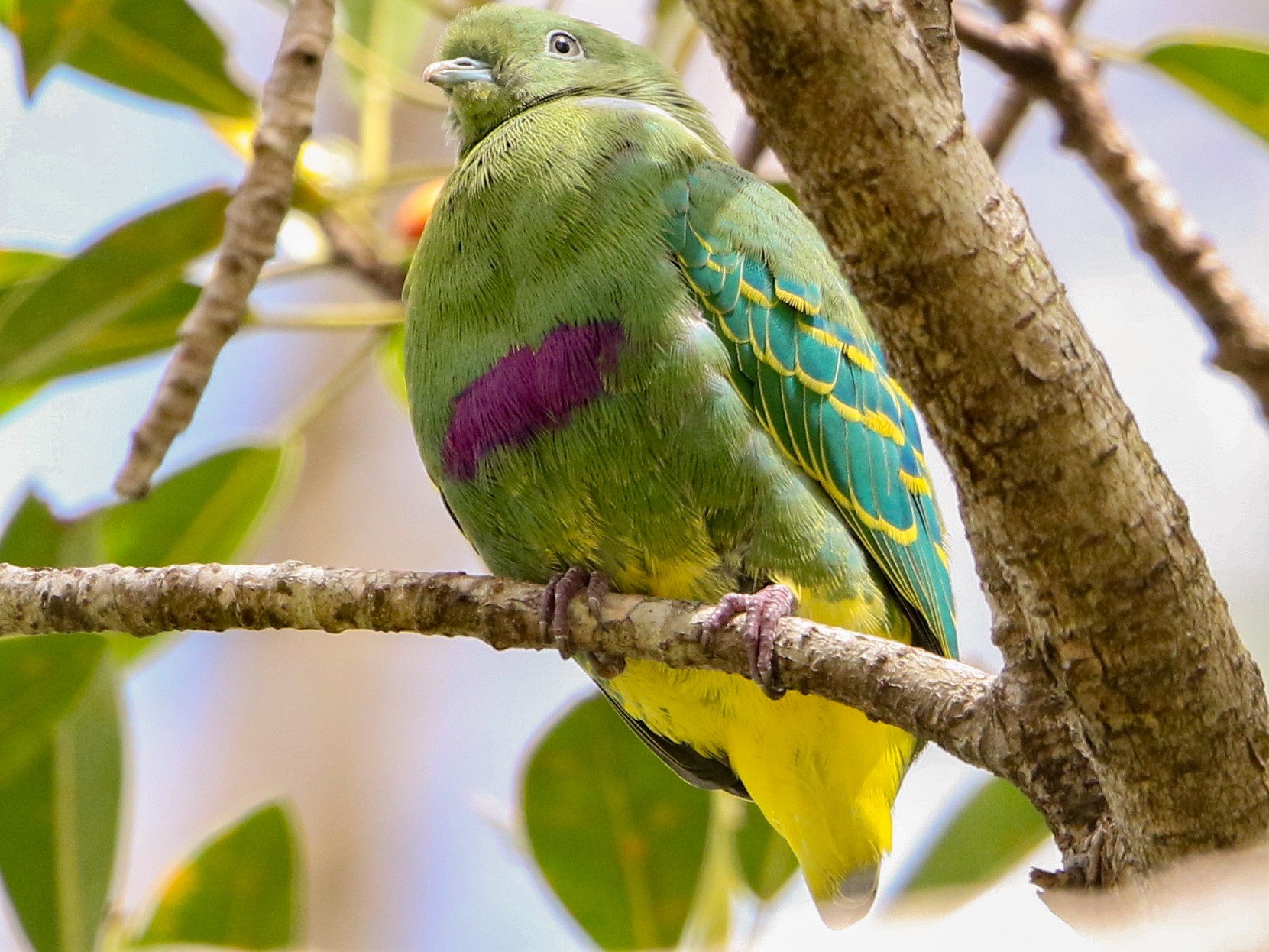 Dwarf Fruit-Dove - eBird