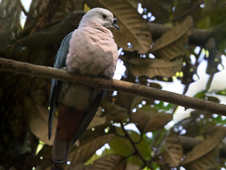 Pacific Imperial-Pigeon - eBird