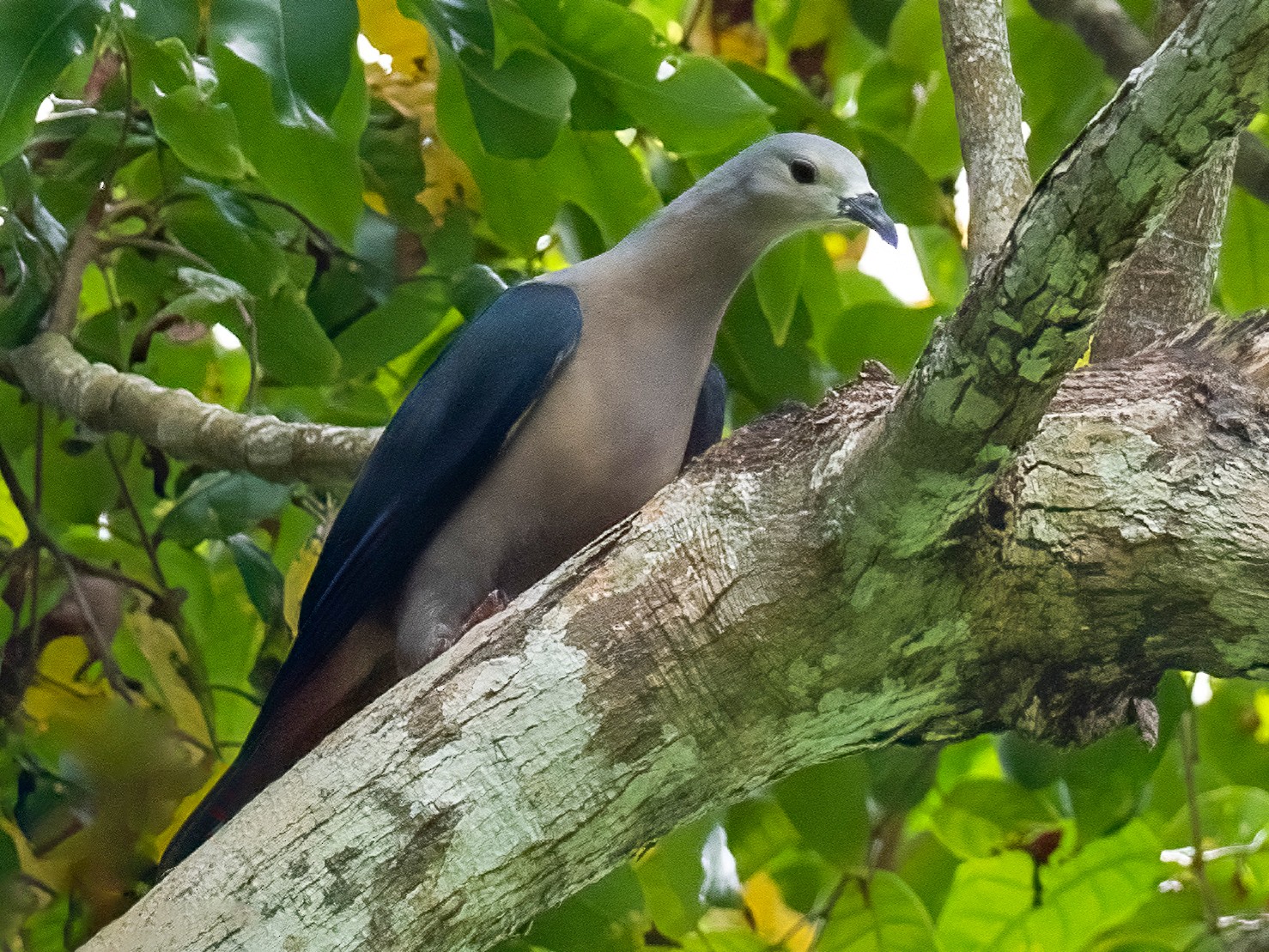 Pacific Imperial-Pigeon - eBird