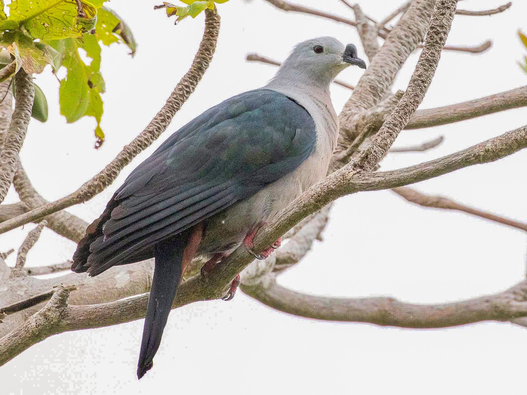 Pacific Imperial-Pigeon - eBird