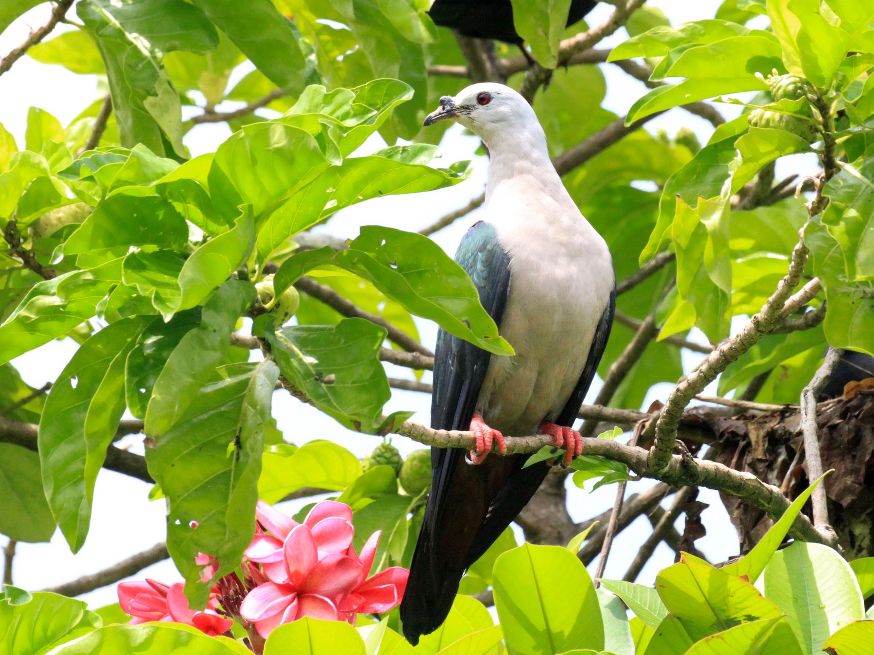 Pacific Imperial-Pigeon - eBird