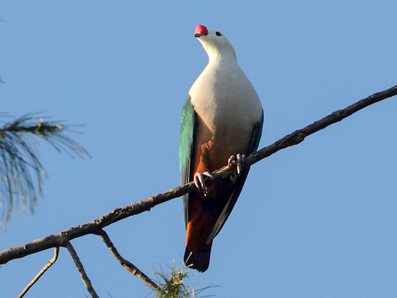 Red-knobbed Imperial-Pigeon - eBird