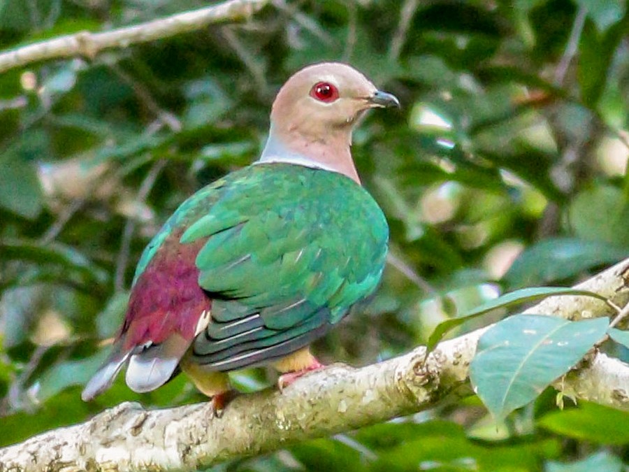 Purple-tailed Imperial-Pigeon - eBird