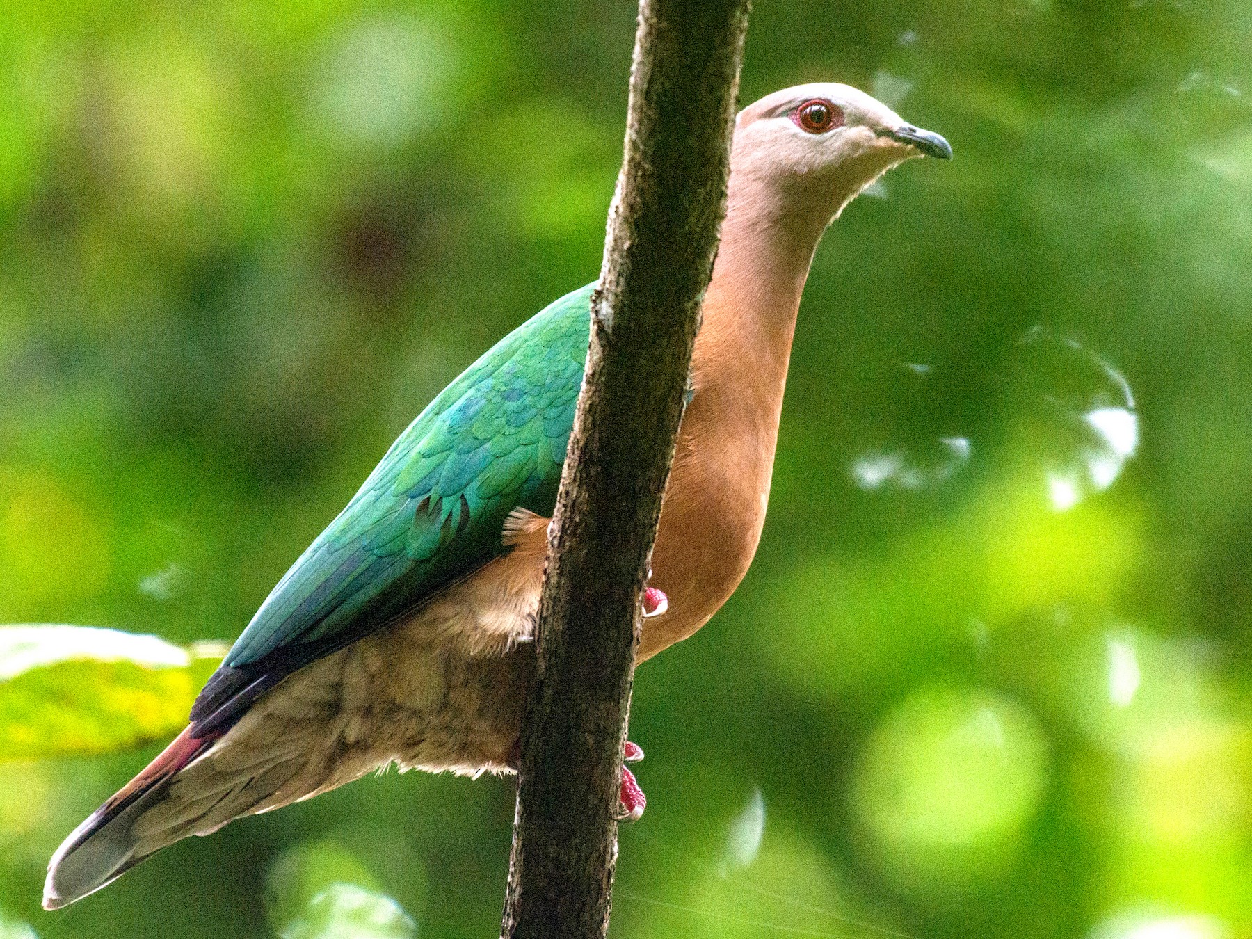 Purple-tailed Imperial-Pigeon - eBird
