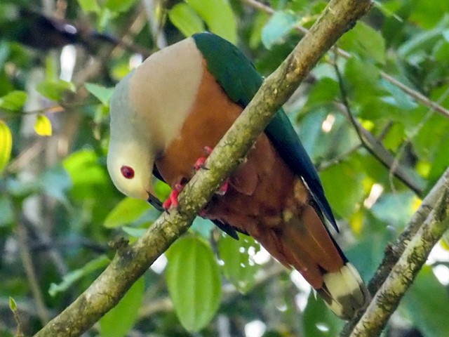 Photos - Finsch's Imperial-Pigeon - Ducula finschii - Birds of the World