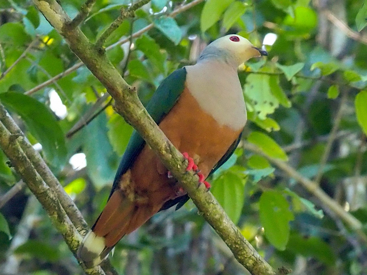 Finsch's Imperial-Pigeon - eBird
