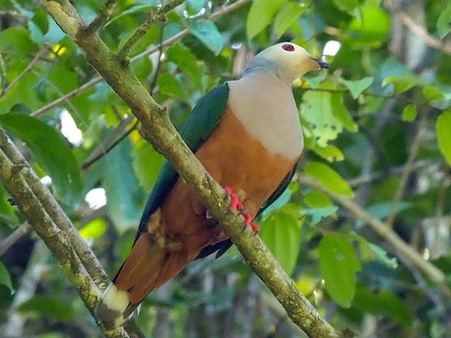 Photos - Finsch's Imperial-Pigeon - Ducula finschii - Birds of the World